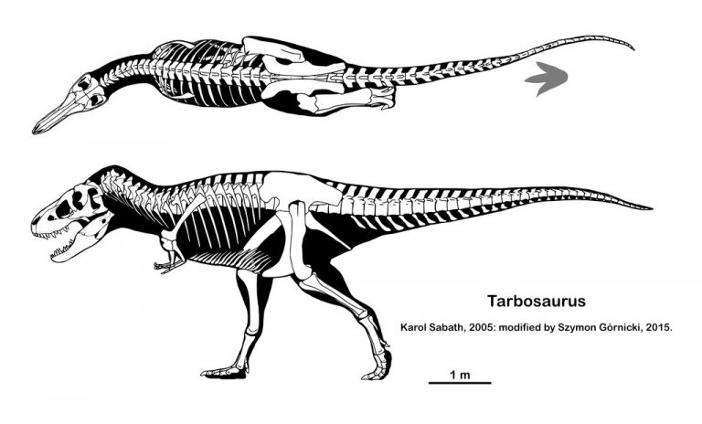 Tarbosaurus | Paleontology World